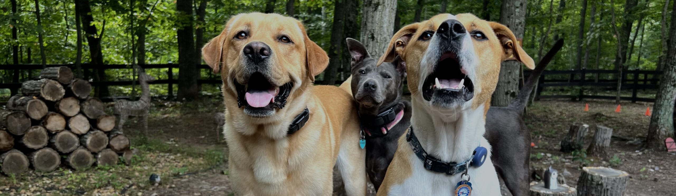 Contact | Happy Paws K9